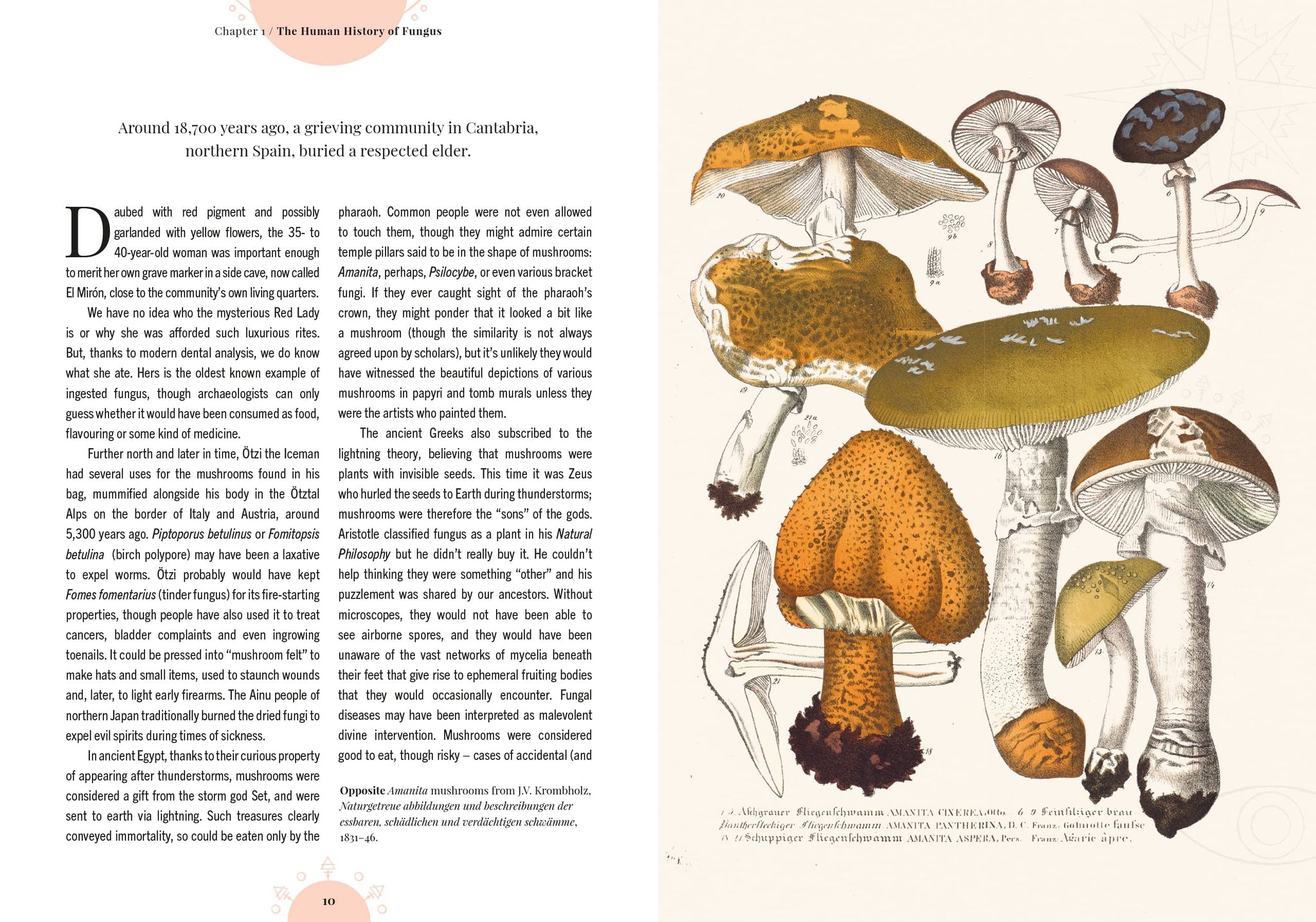Magic of Mushrooms: Fungi in folklore, science and the occult ...